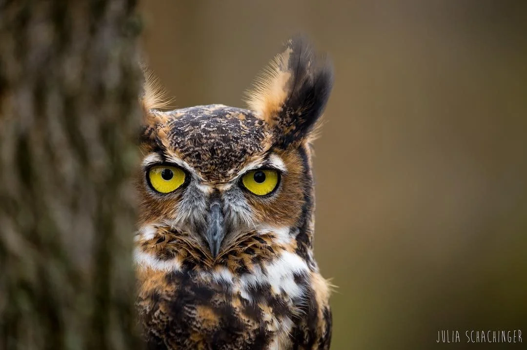 programs — Michigan Avian Experience