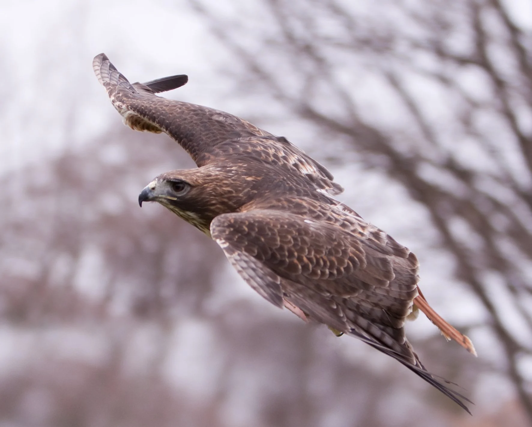 programs — Michigan Avian Experience