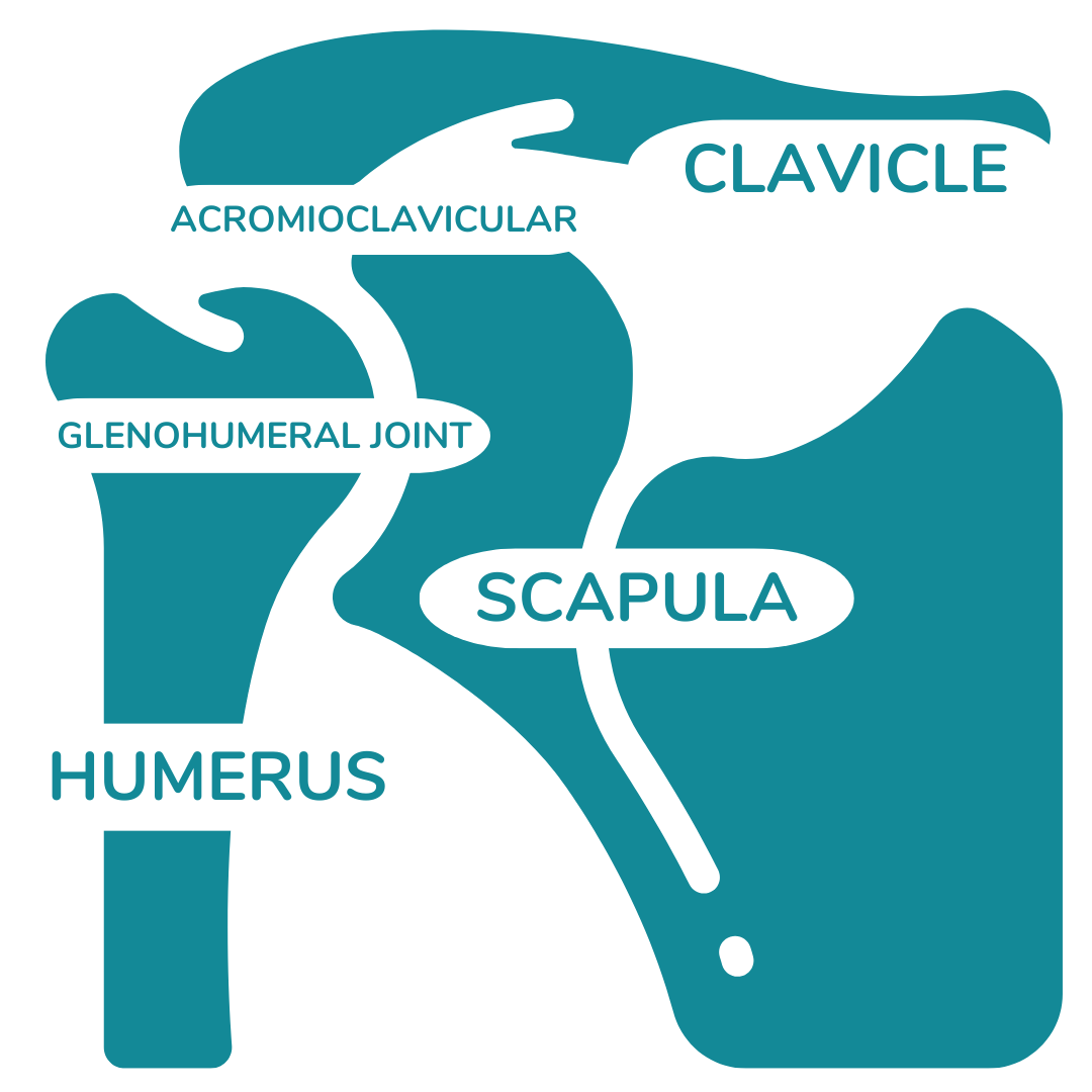 What Is a Shoulder Dislocation? — Ortho San Antonio