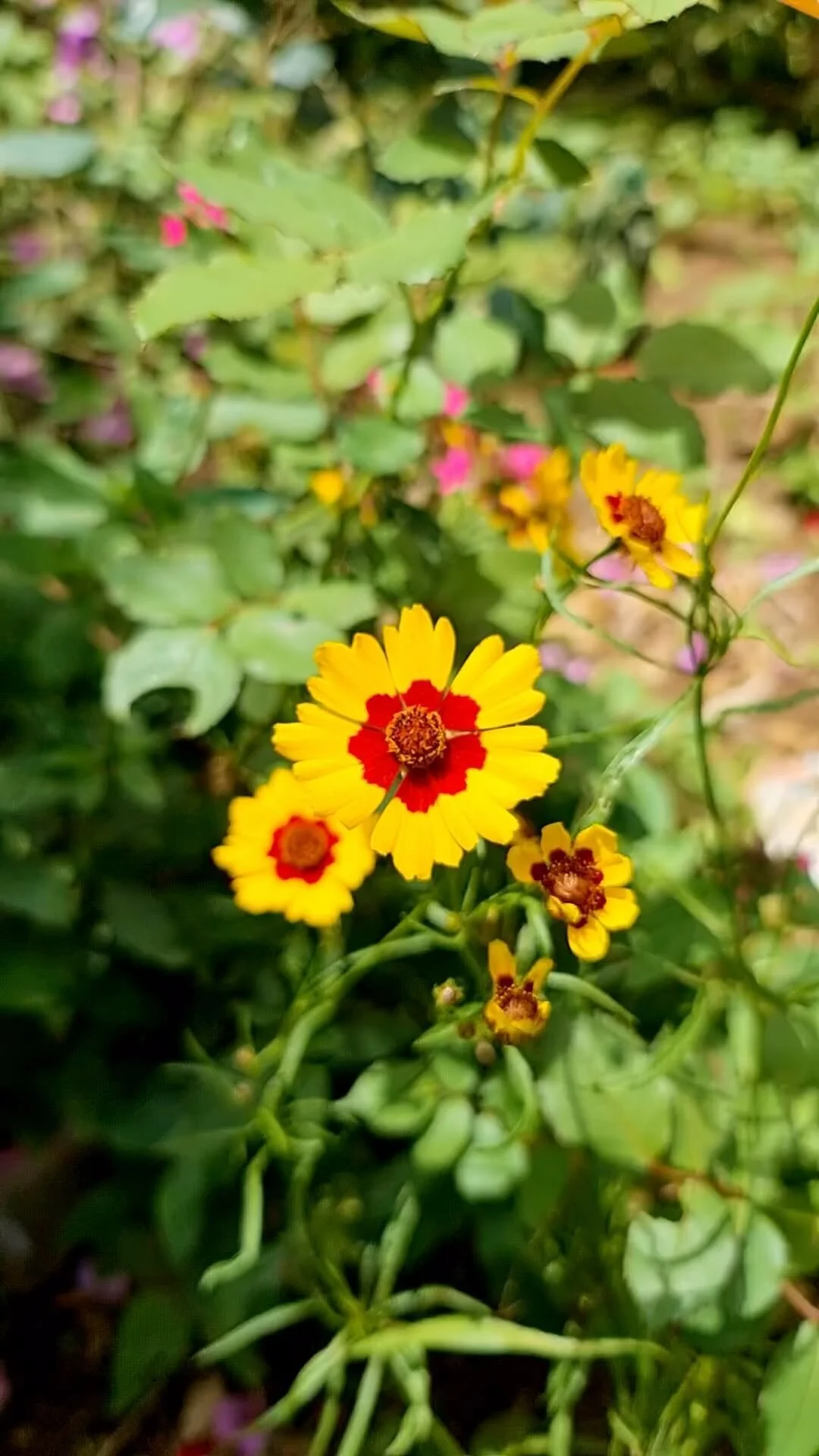 Shows — Yellowcard