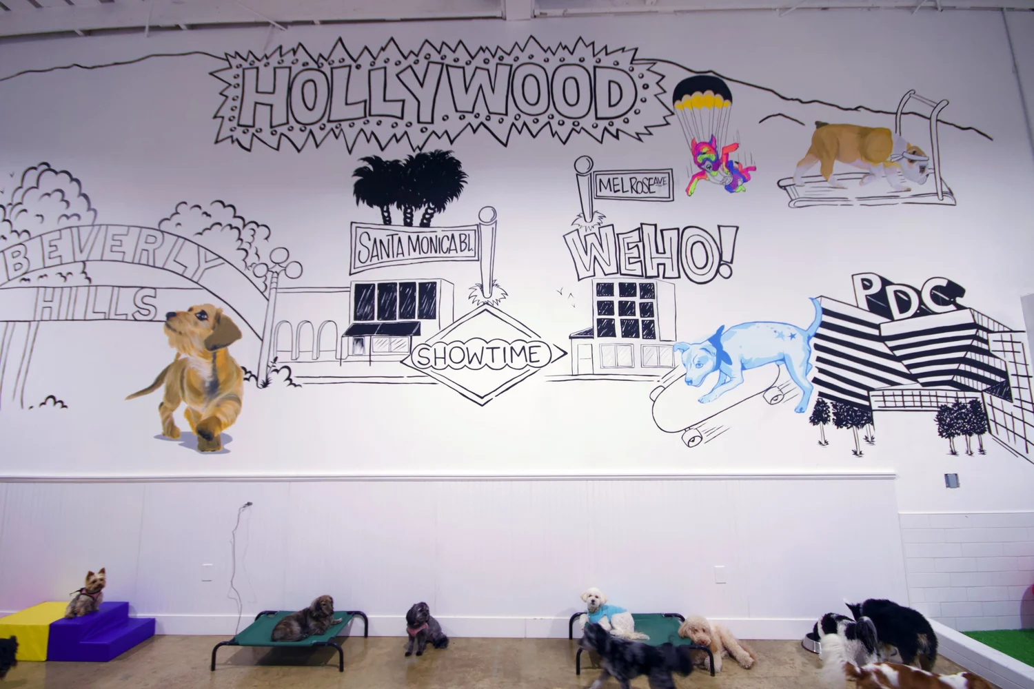 Stardogs Clubhouse - The Best Small Dog Day Care