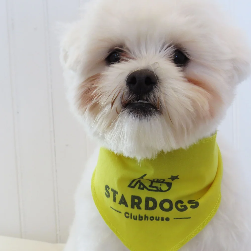 Become a Member — Stardogs Clubhouse