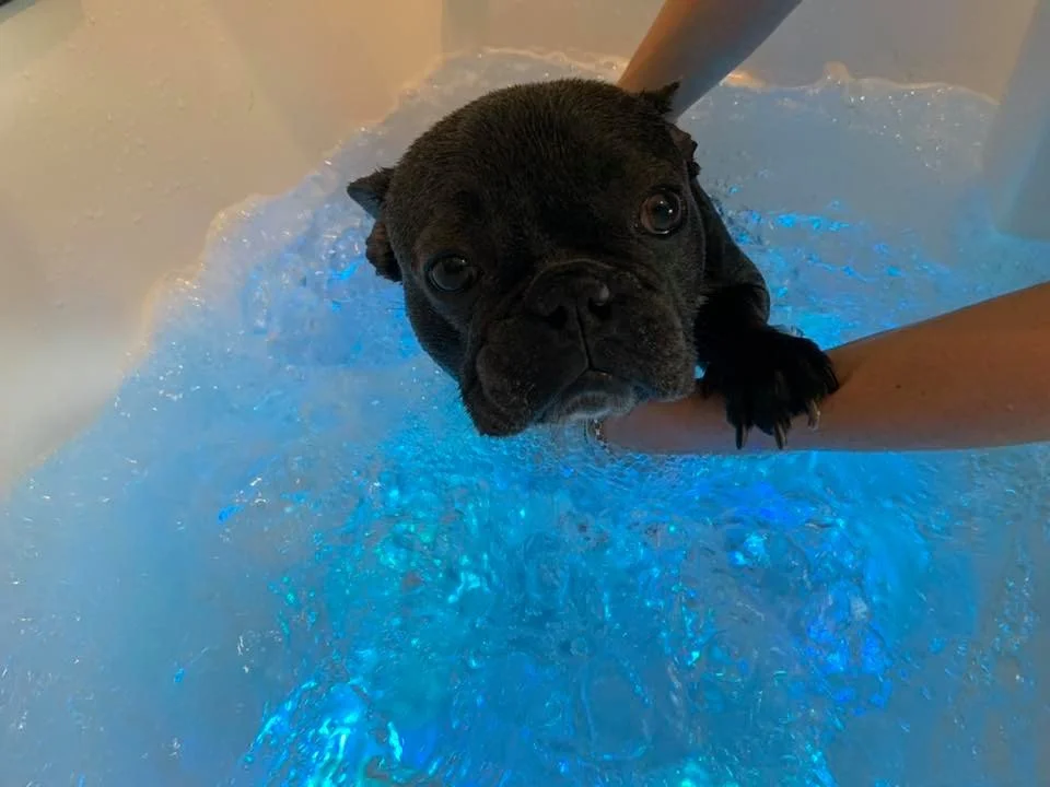 Hydromassage Therapy Spa for Dogs — Stardogs Clubhouse