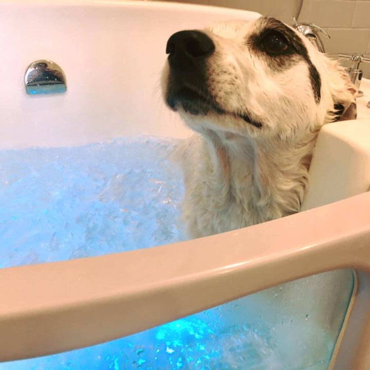 Hydromassage Therapy Spa for Dogs — Stardogs Clubhouse