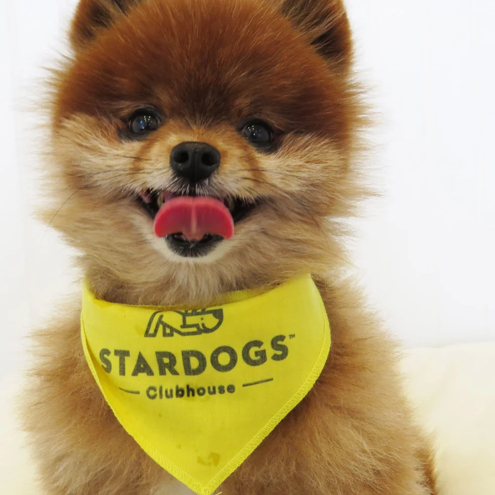 Become a Member — Stardogs Clubhouse