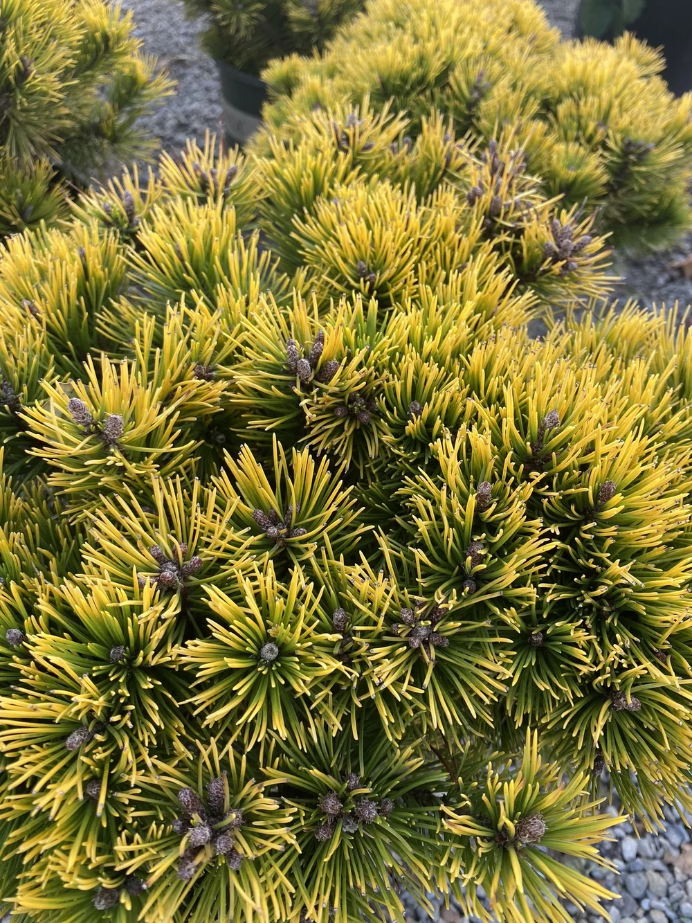 Skinner Garden Store