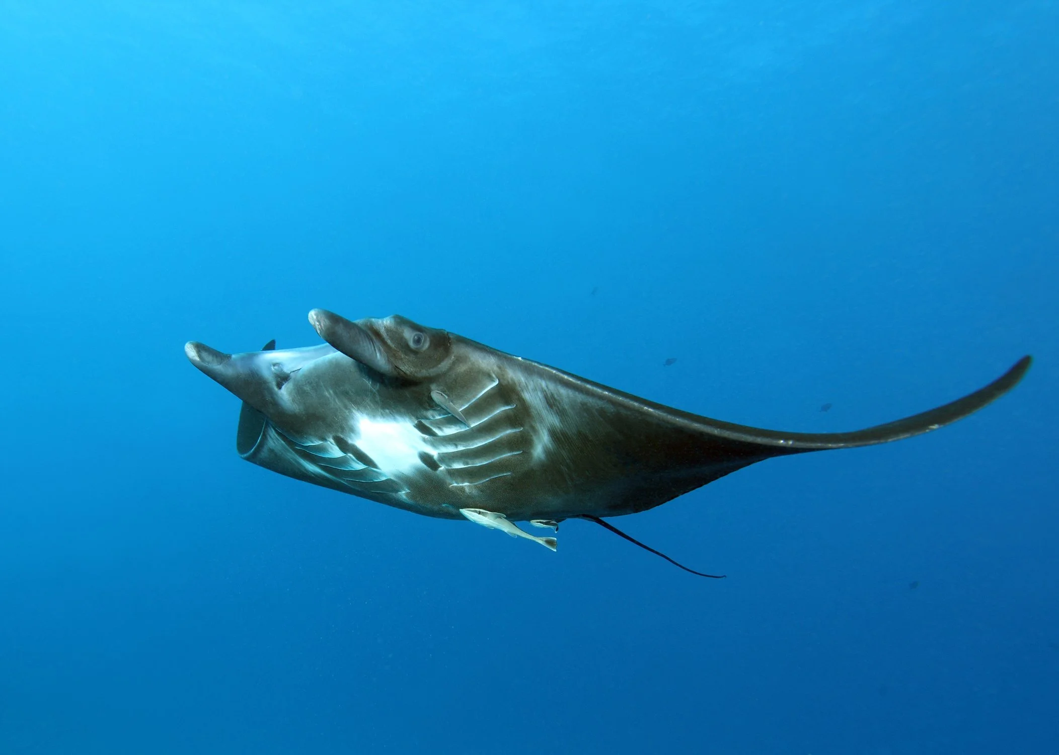 Threats to Mantas — Manta ID Palau