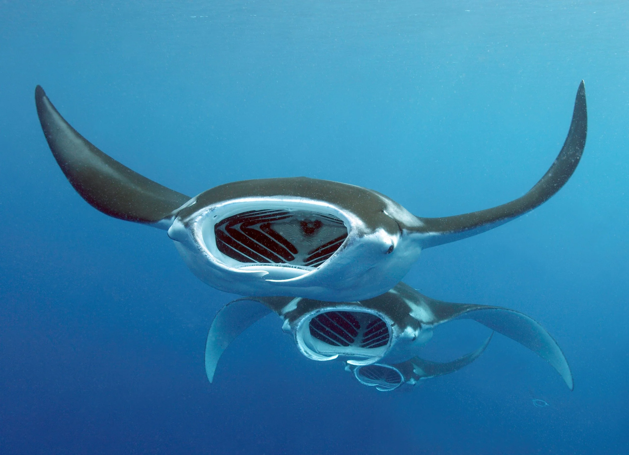 Manta ID Palau