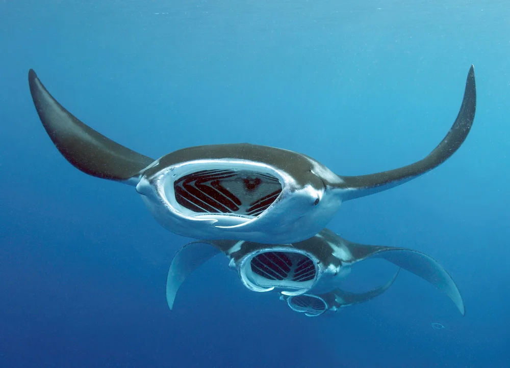 Manta ID Palau