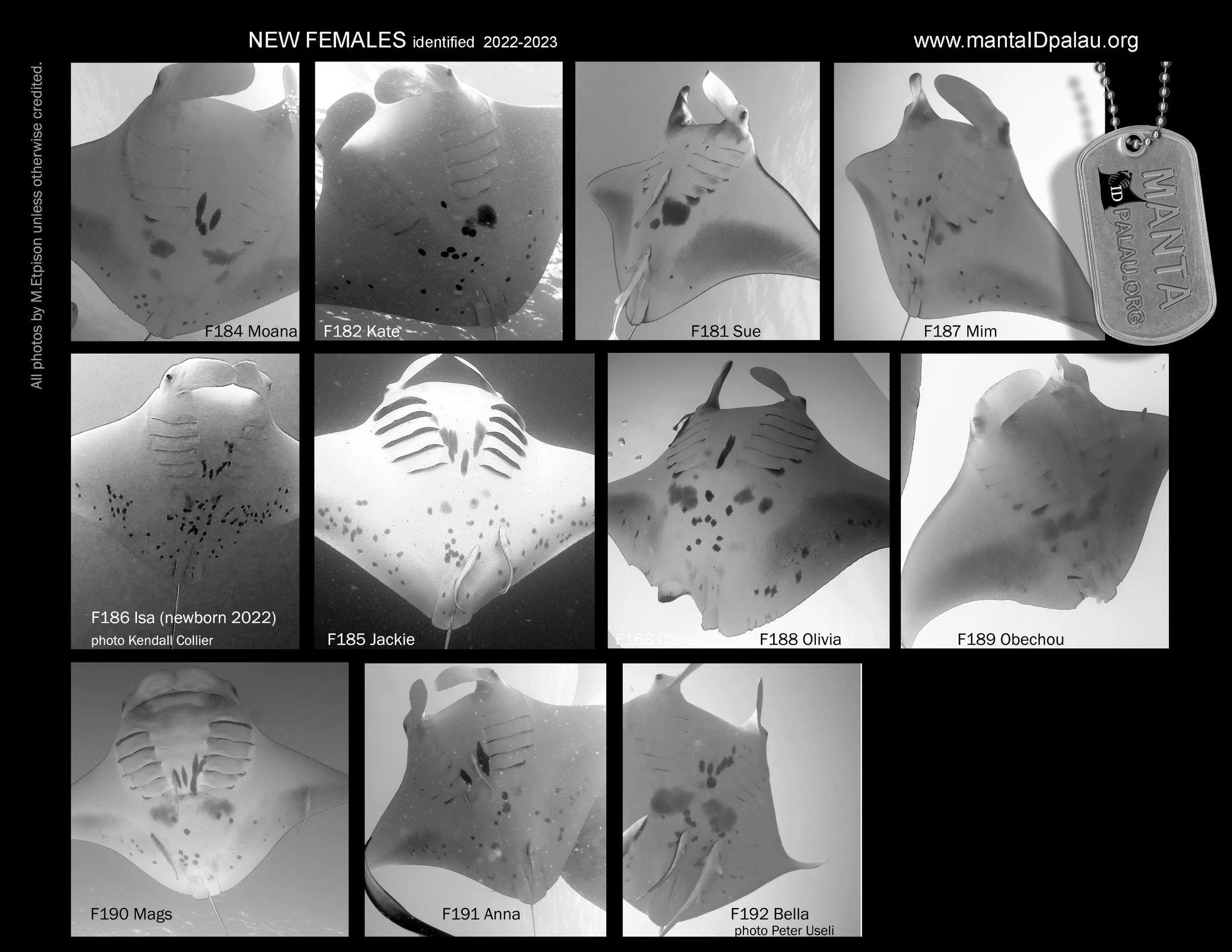 Females — Manta ID Palau