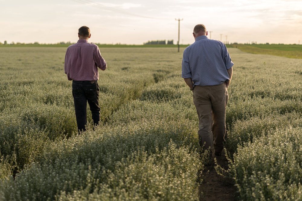 A regeneratively grown, perfectly balanced, plant-based Omega 3+6+9 for ...