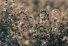 A regeneratively grown, perfectly balanced, plant-based Omega 3+6+9 for ...