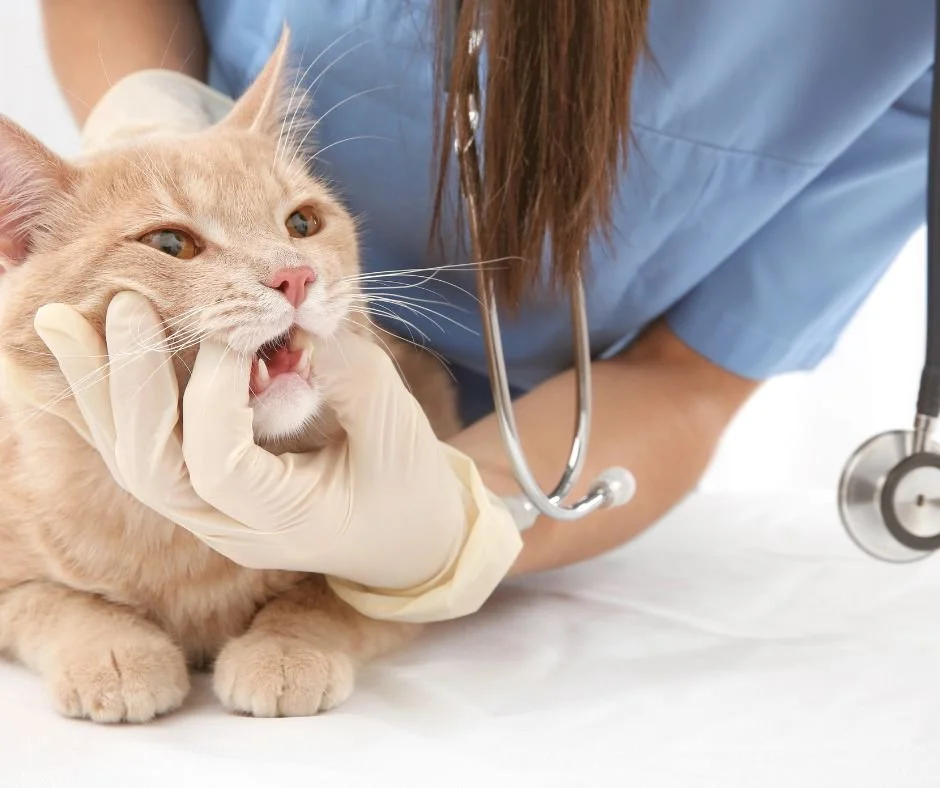 Kilcock Veterinary Hospital