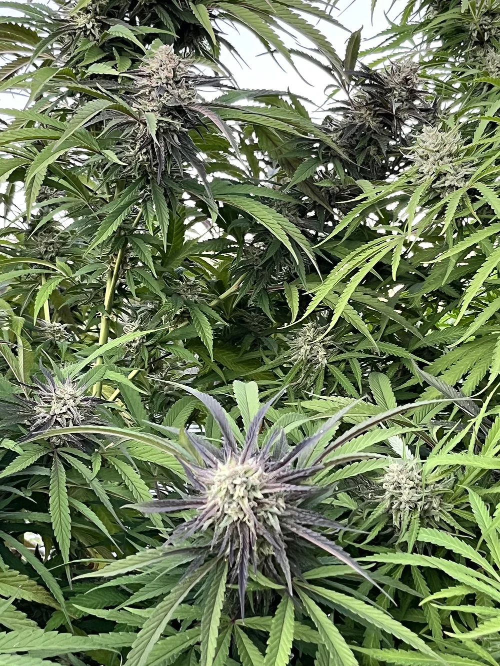 Cannabis Products — Ghost Dance Farm