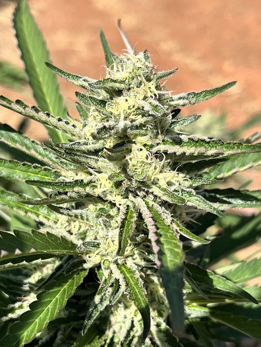 Cannabis Products — Ghost Dance Farm