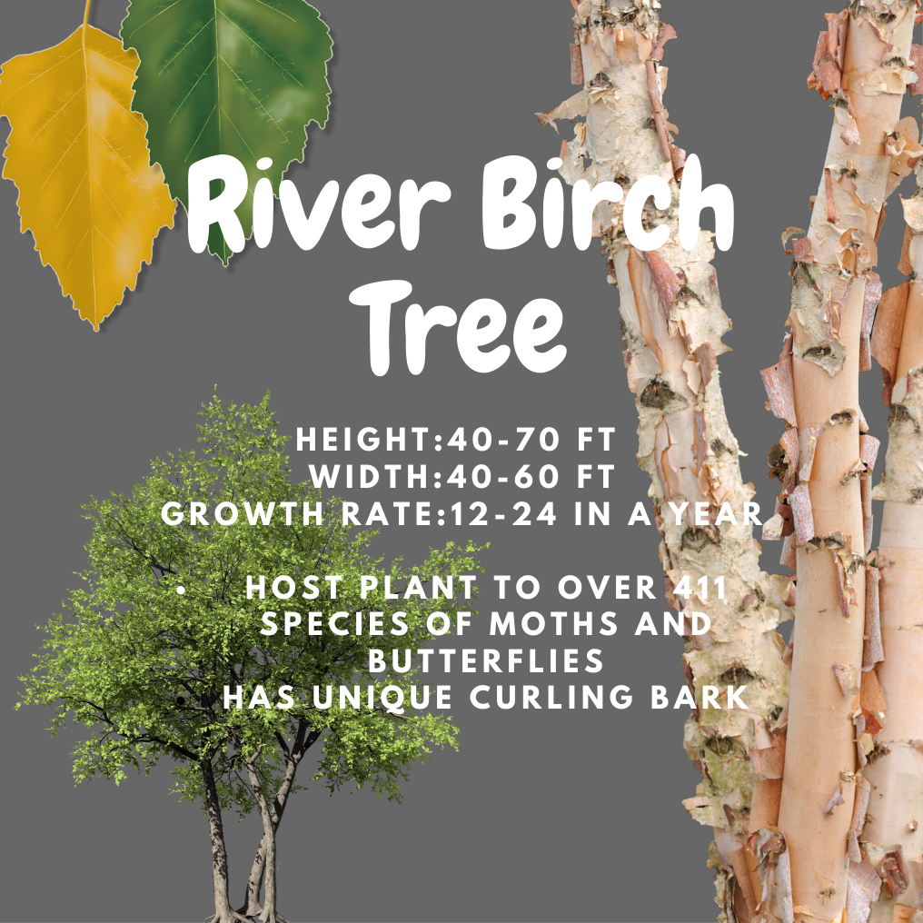 Our Trees — Green Columbus - A Volunteer Driven Nonprofit