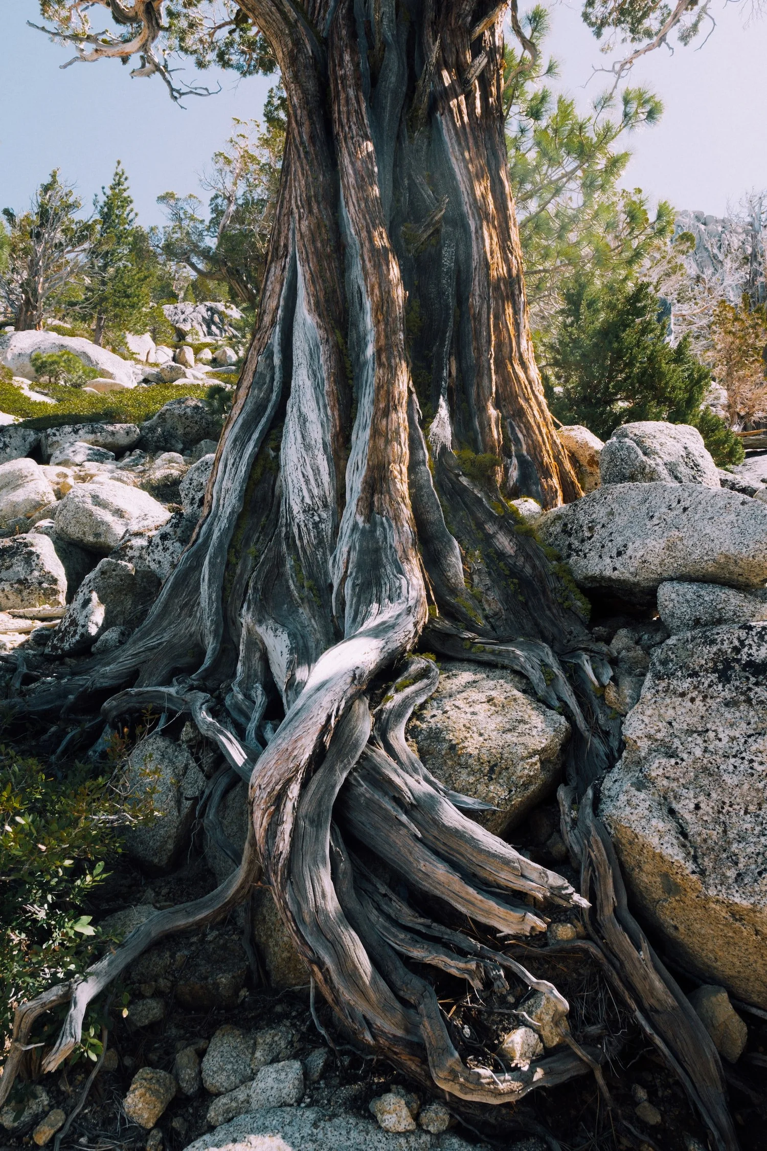 The Story of Juniper Formation and its Call to Prophetic Reimagine the ...