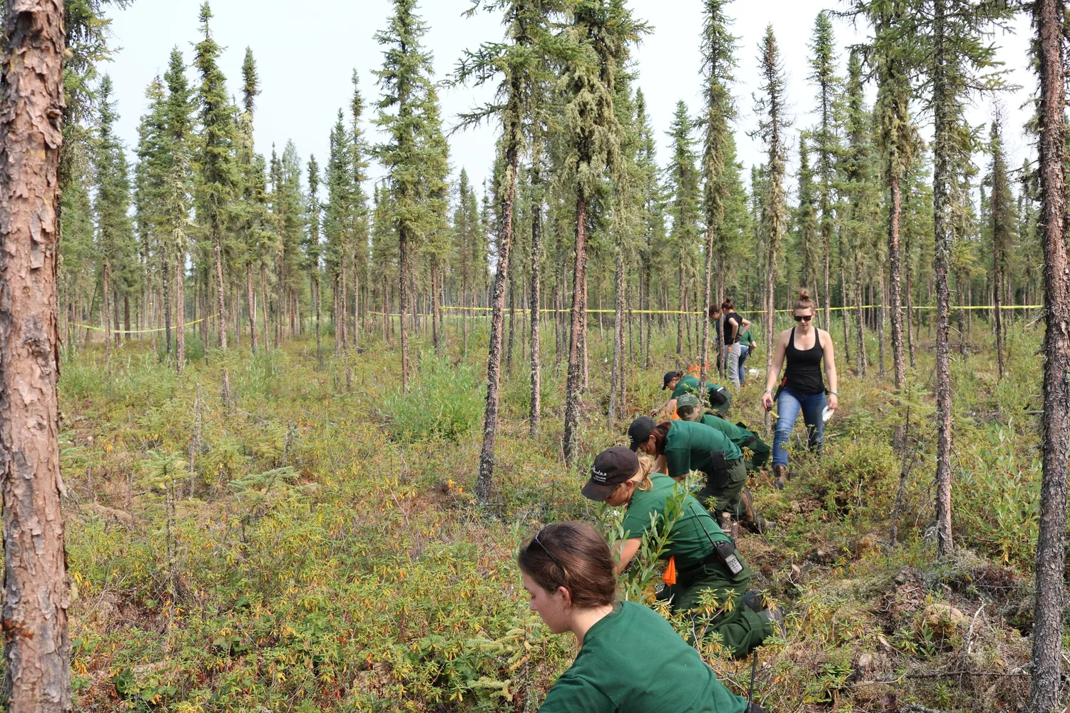 Fire and Ecosystems Research Lab