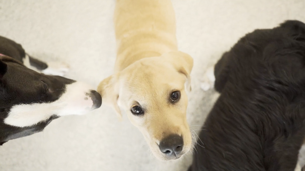 Dog Training in Prescott Valley — Wags Pet Resort Prescott Valley