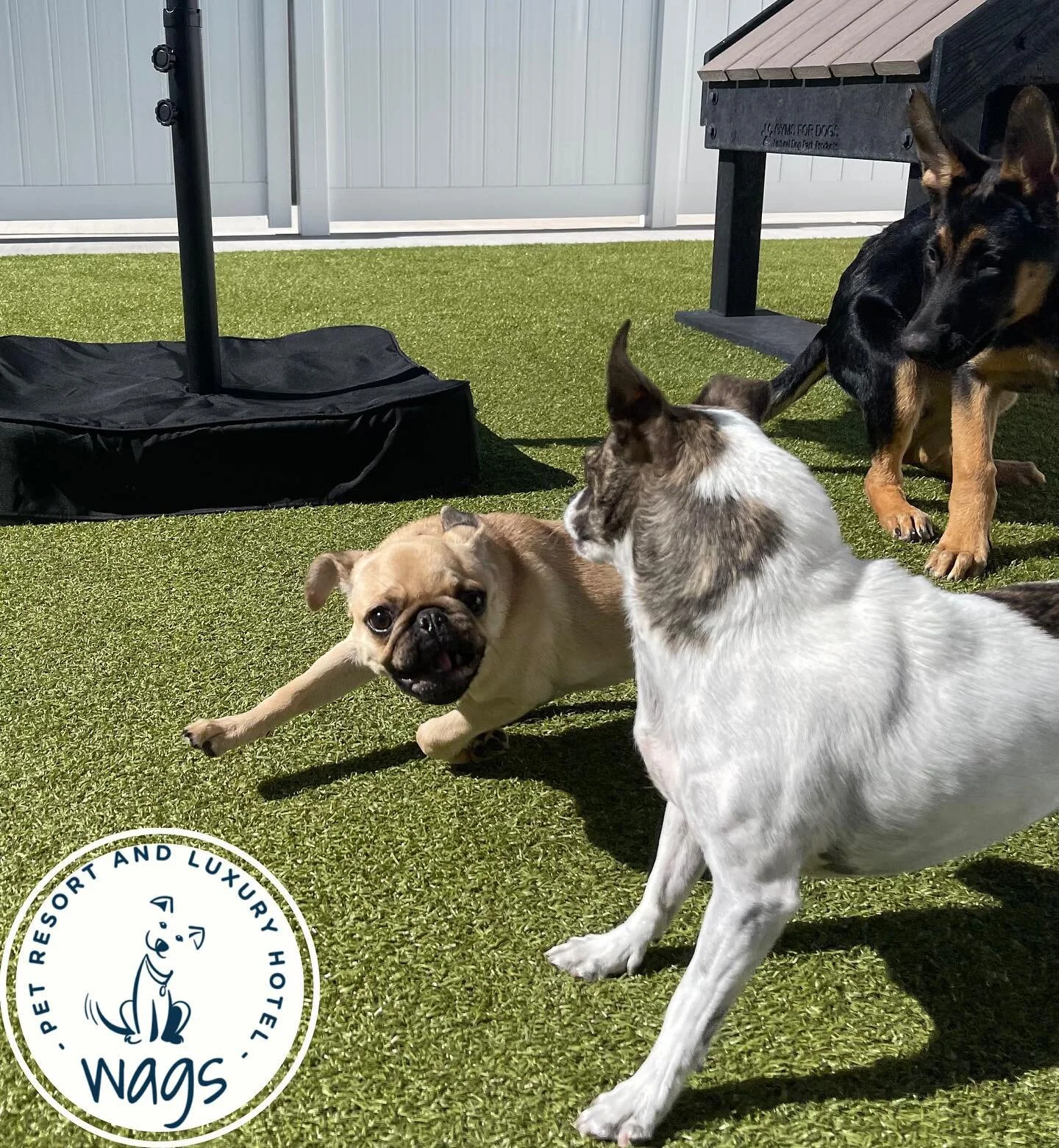 Wags Pet Resort Prescott Valley