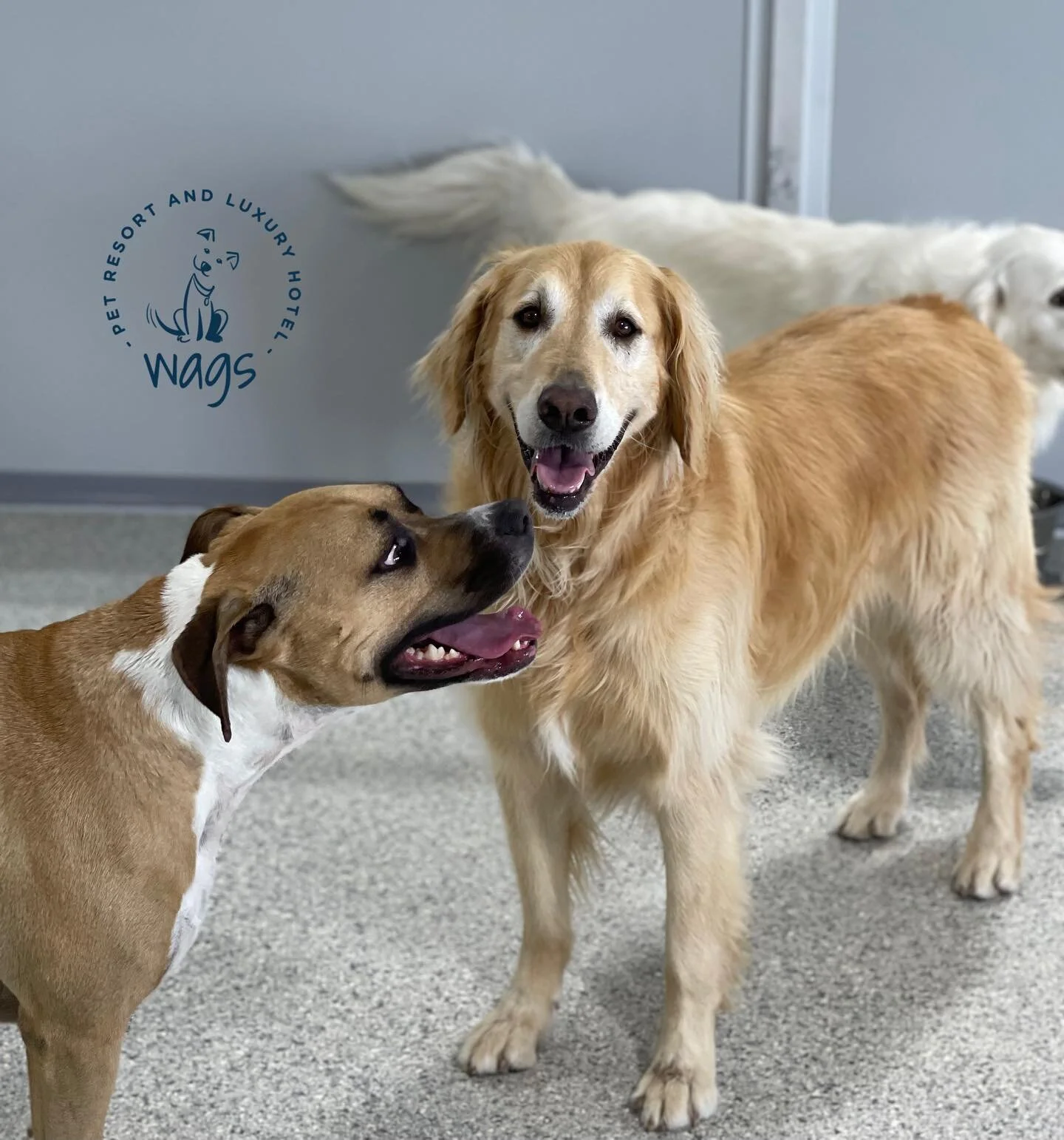 Wags Pet Resort Prescott Valley