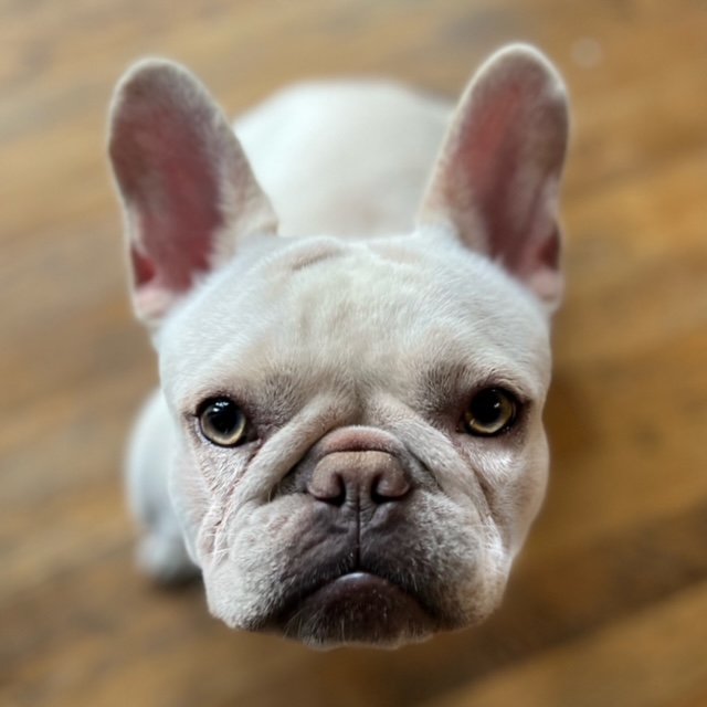 Upcoming Breedings — 402 Frenchies