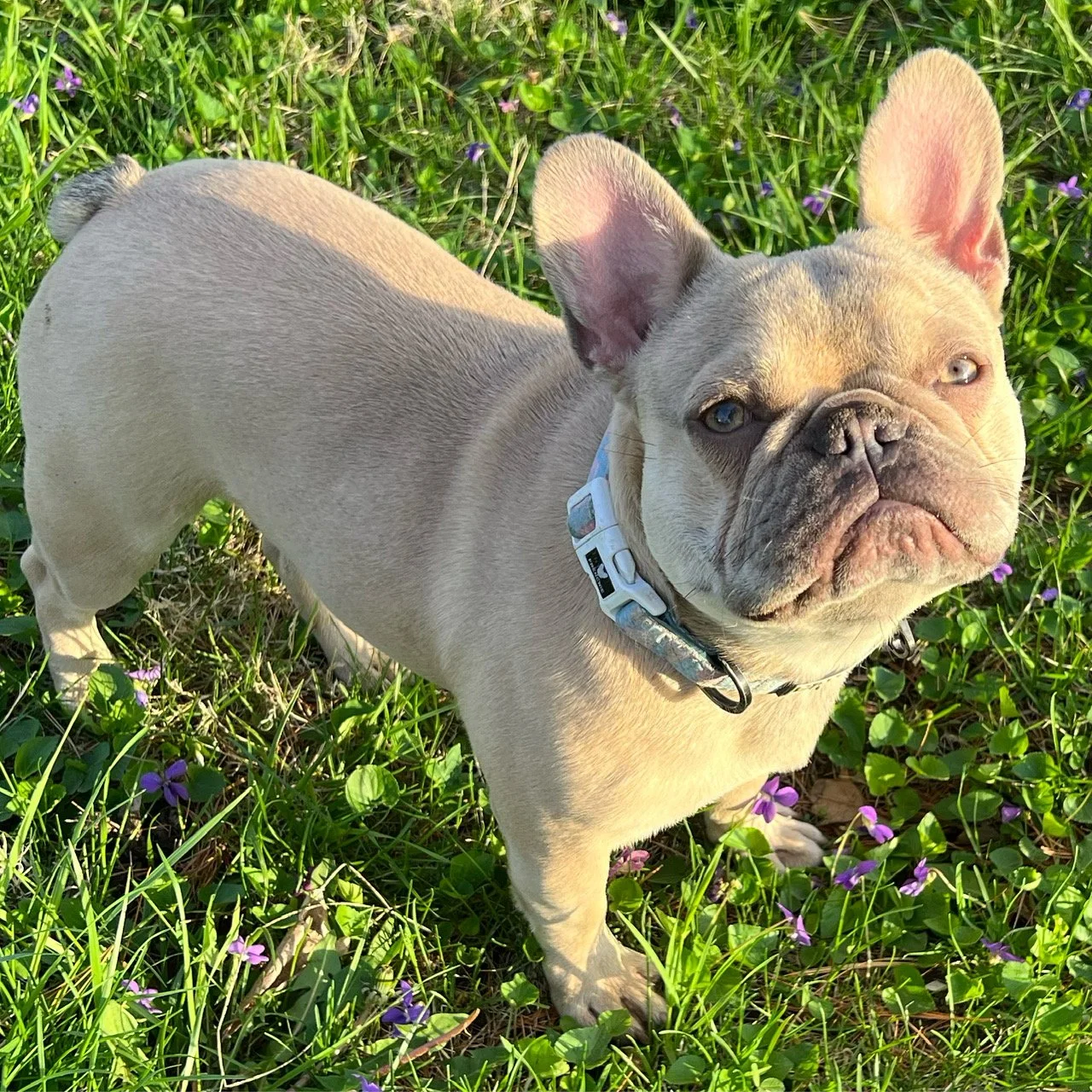 Discover the Frenchies at 402 Frenchies: Your Source for Quality French ...