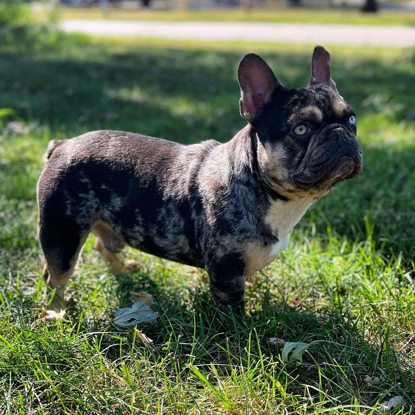 Upcoming Breedings — 402 Frenchies