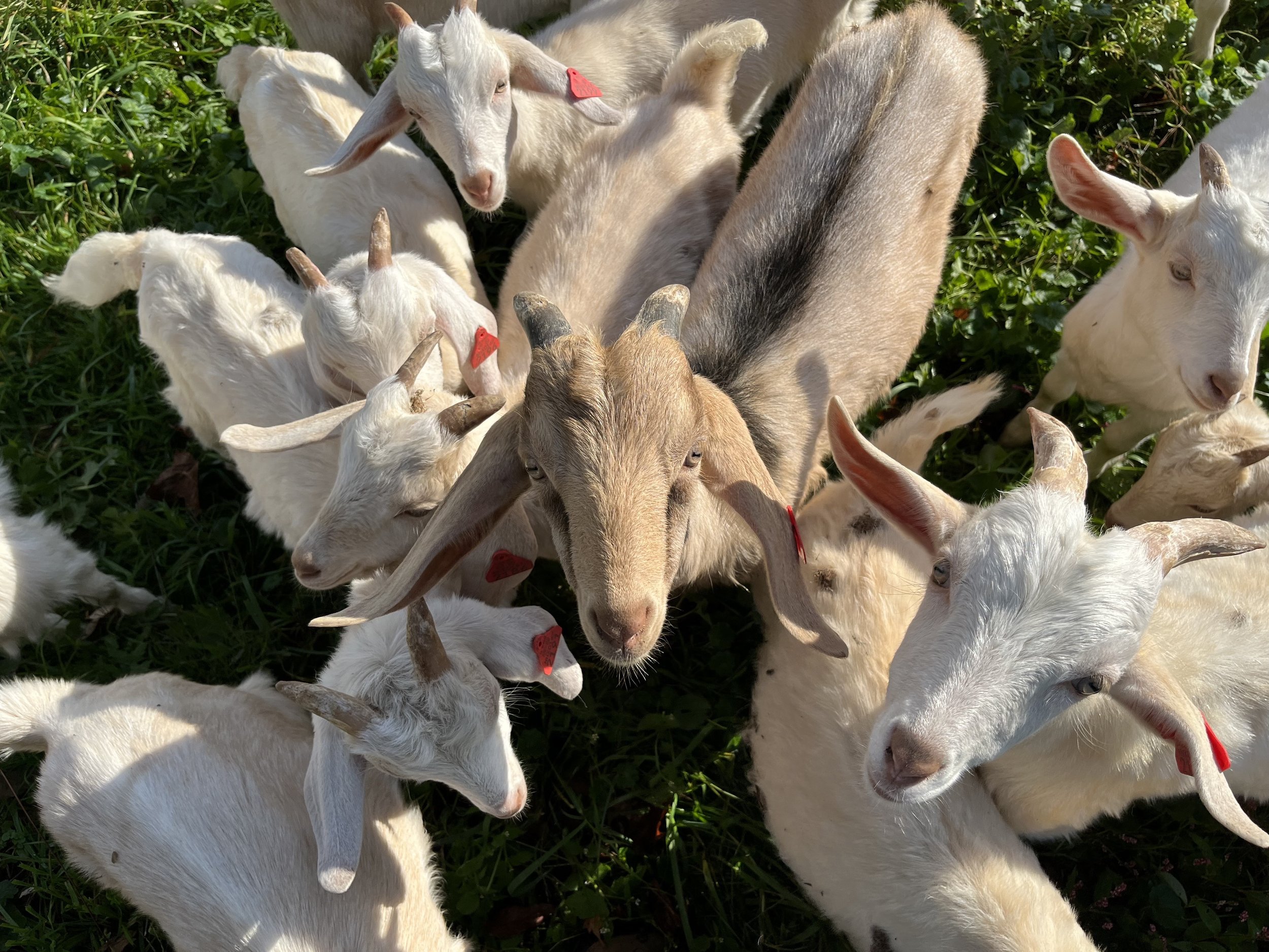 About — Fat and Sassy Goats