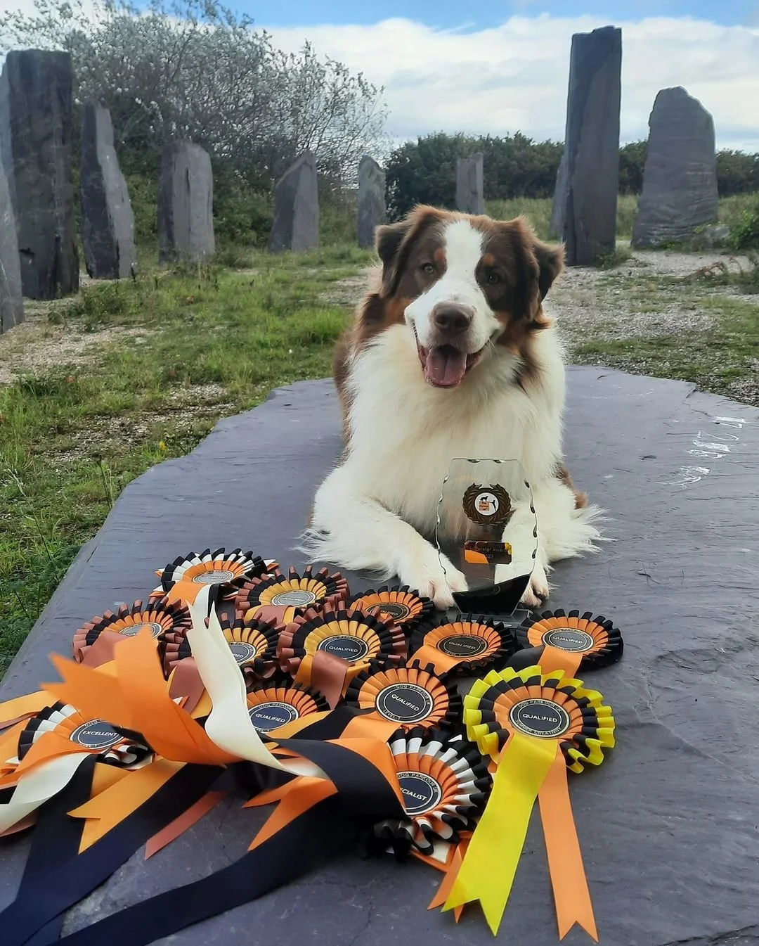Celebrating Success — Dog Parkour UK