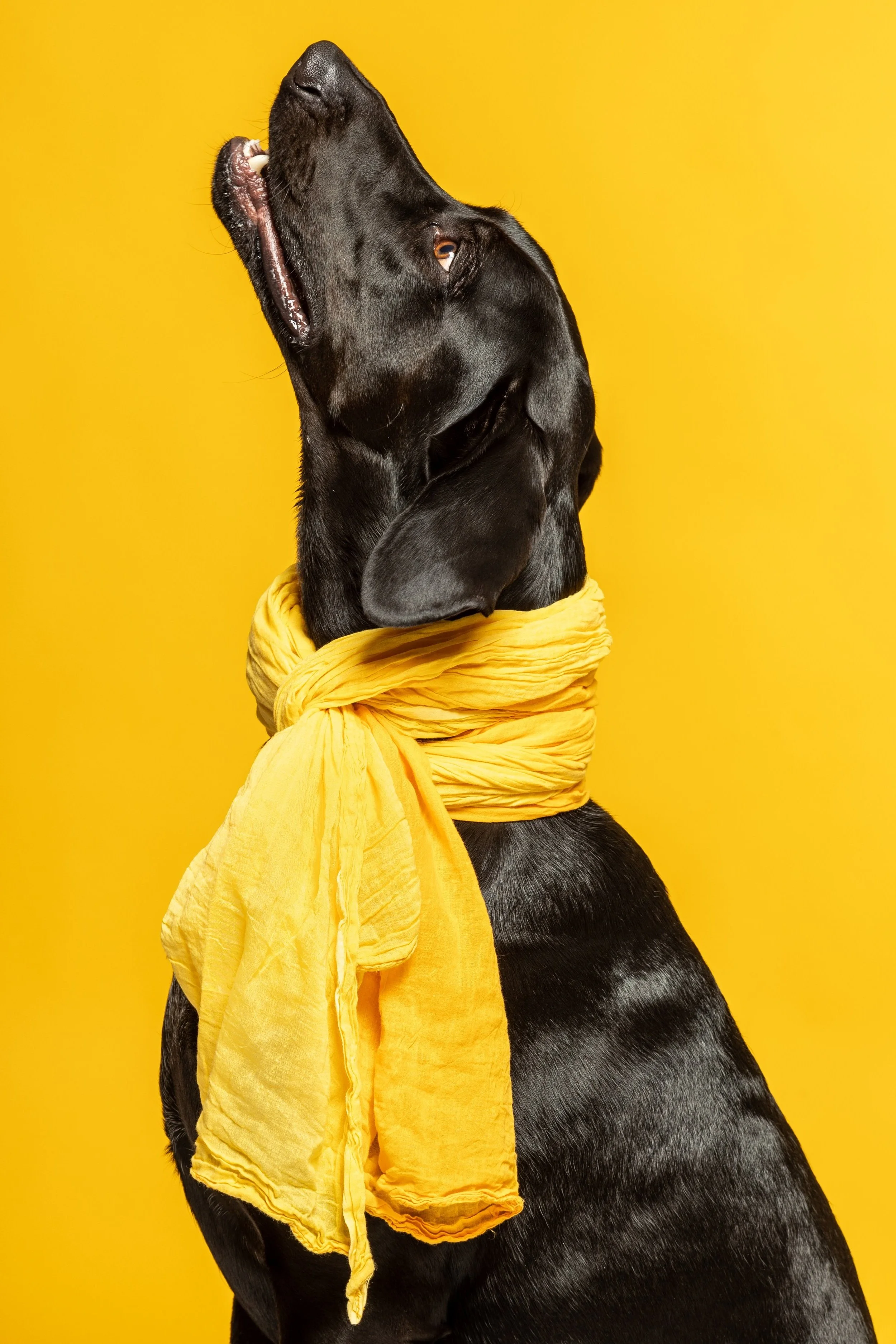 Pet Microchips & Pet Wellness Subscriptions | Identipet