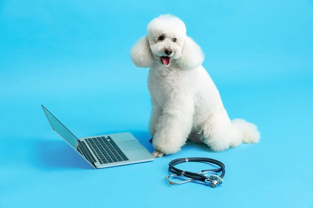 Identipet Protect | Pet Wellness Subscription — Identipet