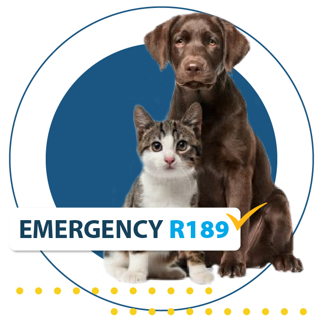 Pet Wellness Subscriptions South Africa — Identipet