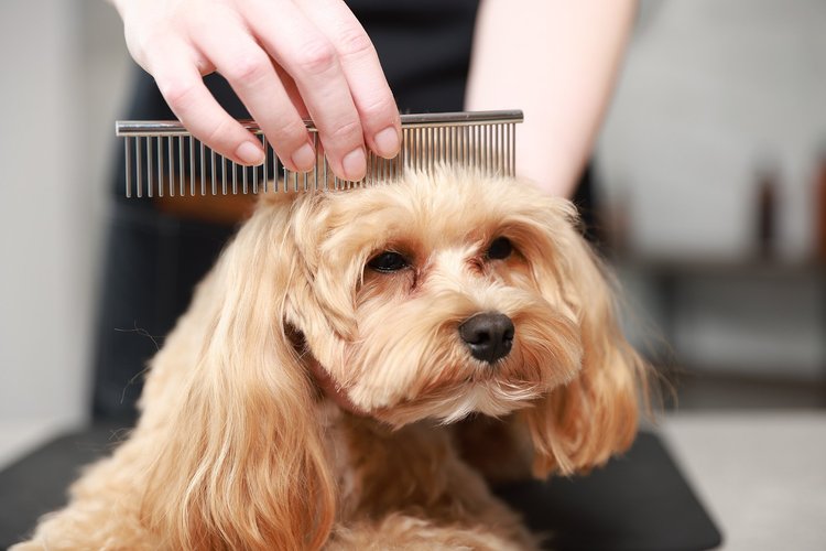 Identipet Protect | Pet Wellness Subscription — Identipet
