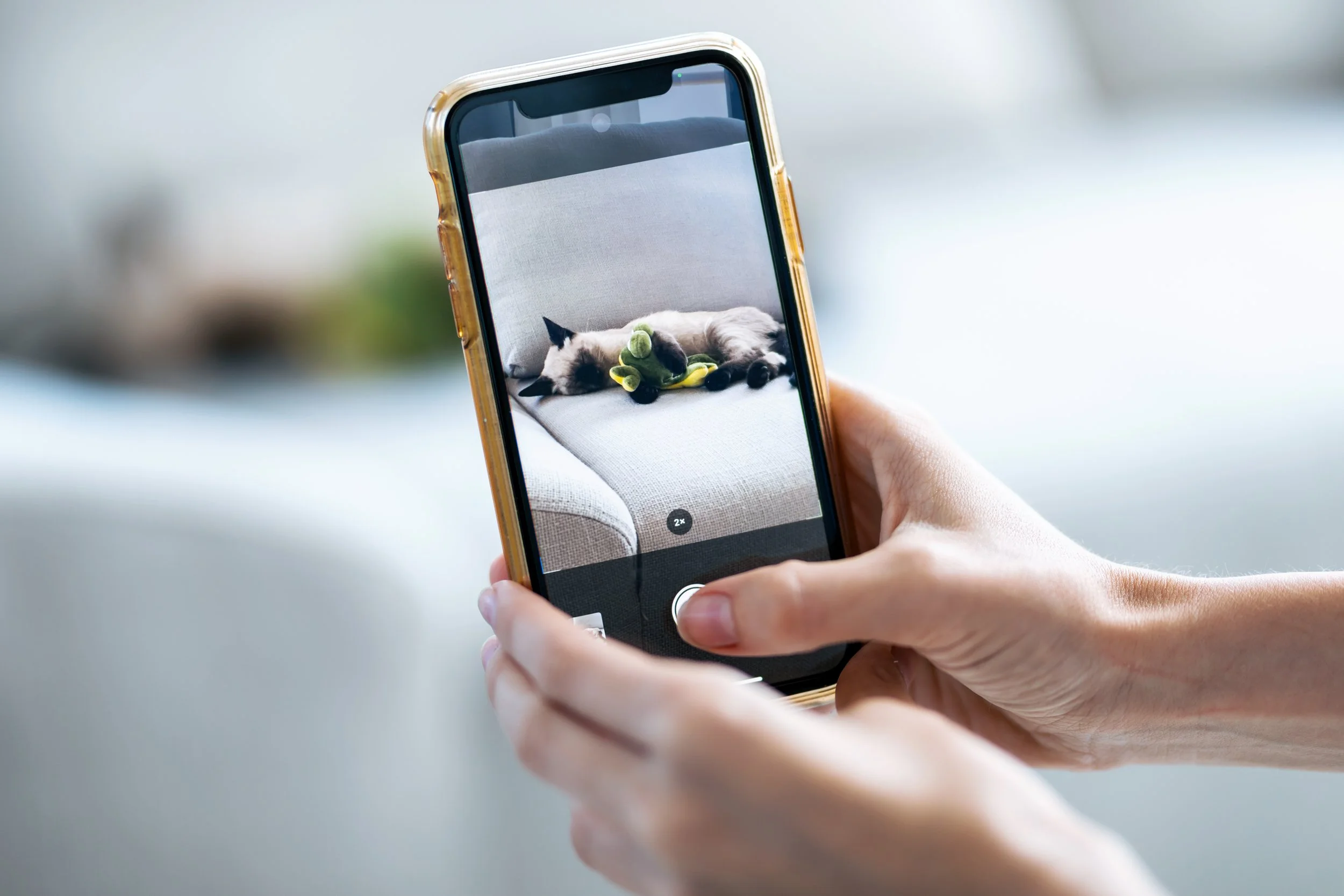 Pet Microchips & Pet Wellness Subscriptions | Identipet