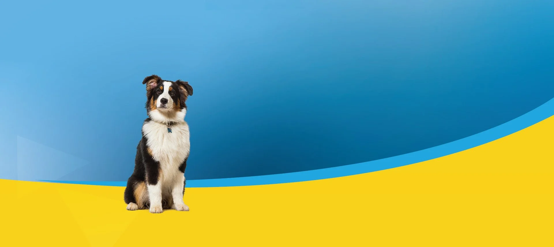 Pet Microchips & Pet Wellness Subscriptions | Identipet