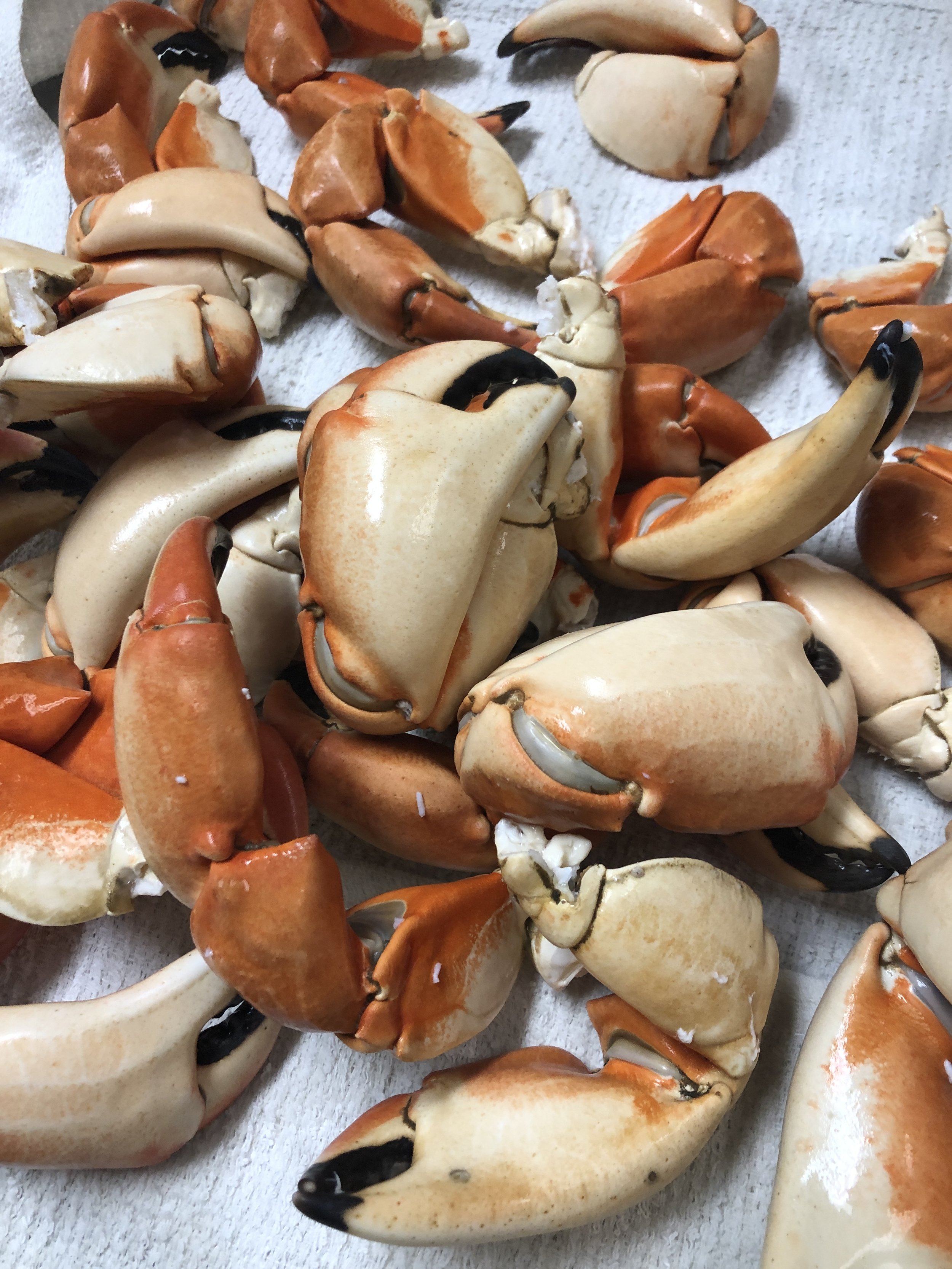 Store 2 — Critters