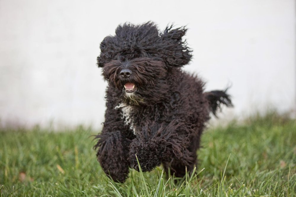 Atticus' Journey — Bear Dog | Trail Mix Treats for Dogs, Human Grade ...