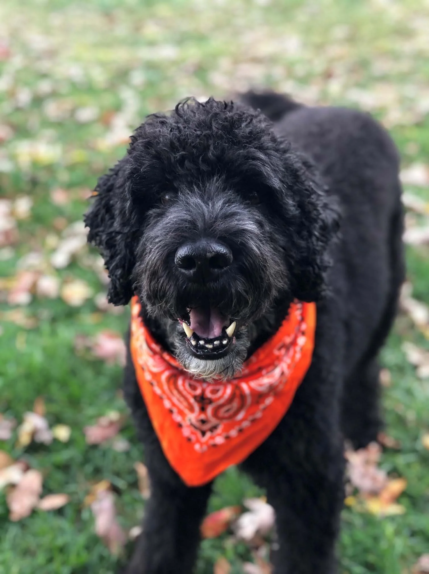 Bear Dog | Trail Mix Treats for Dogs, Human Grade, Low Calorie