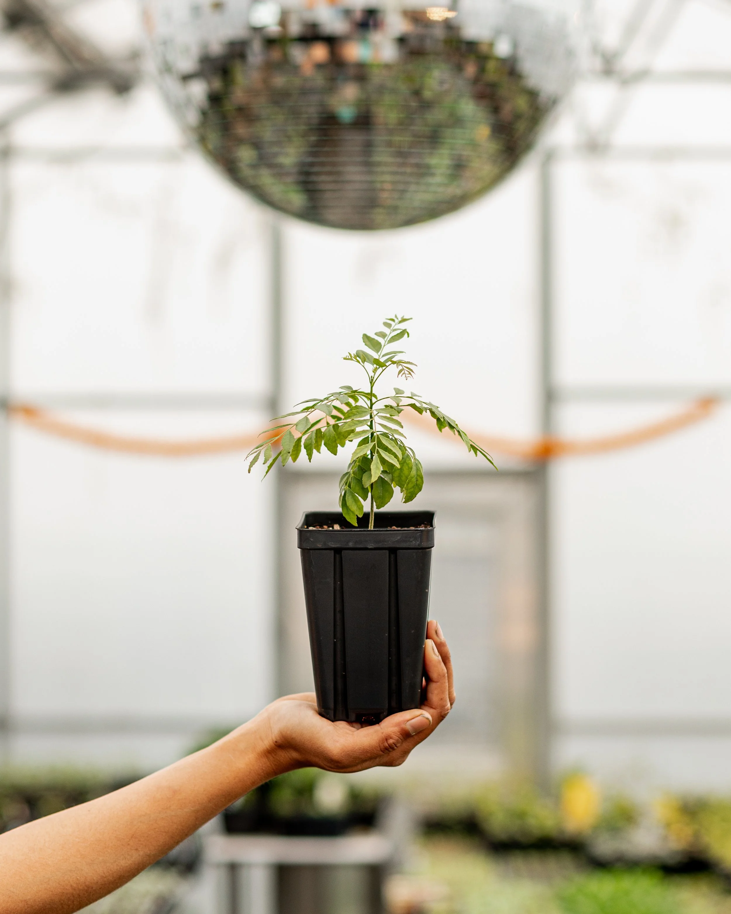 Kula Nursery