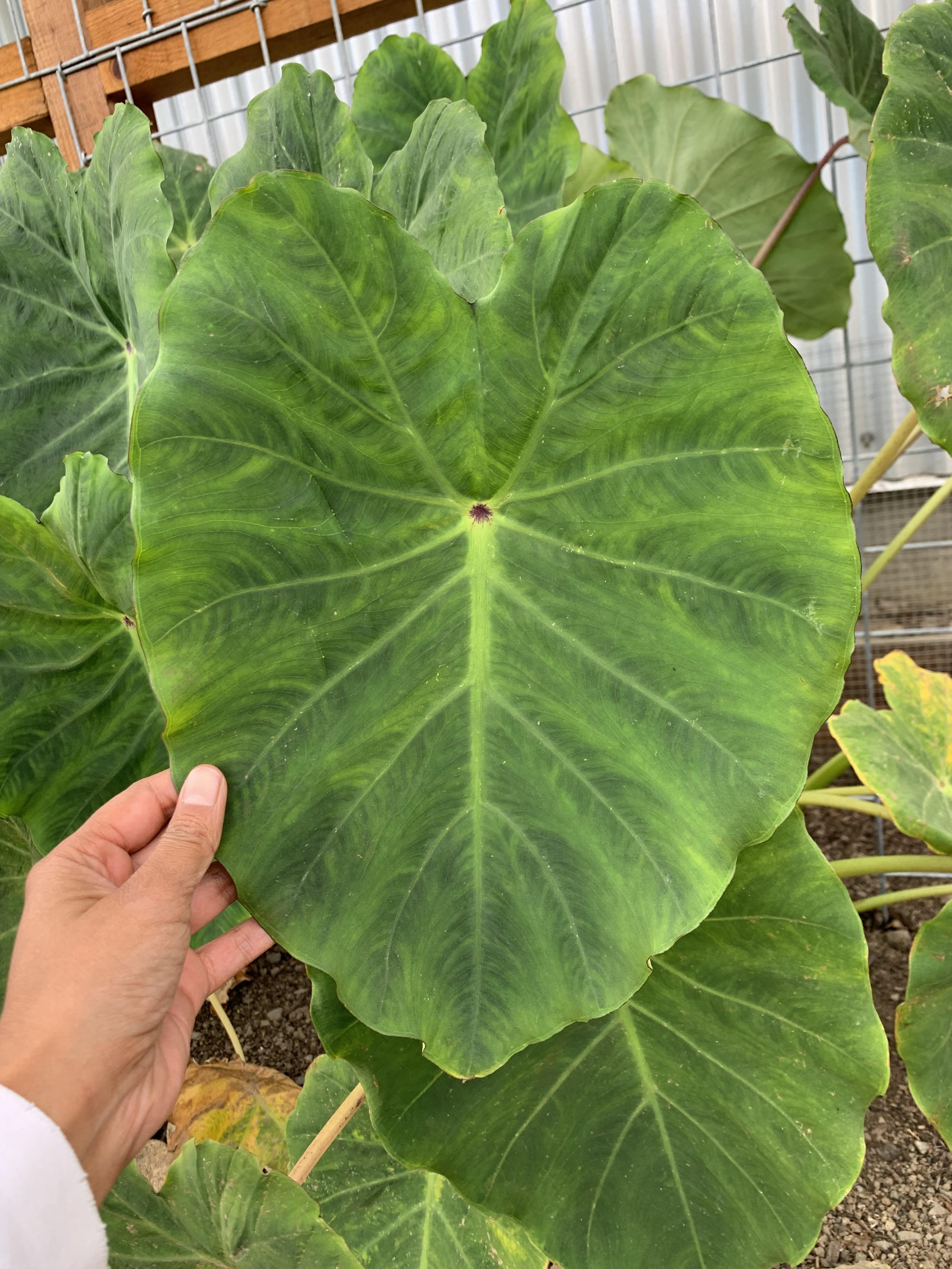 How to Grow Taro — Kula Nursery