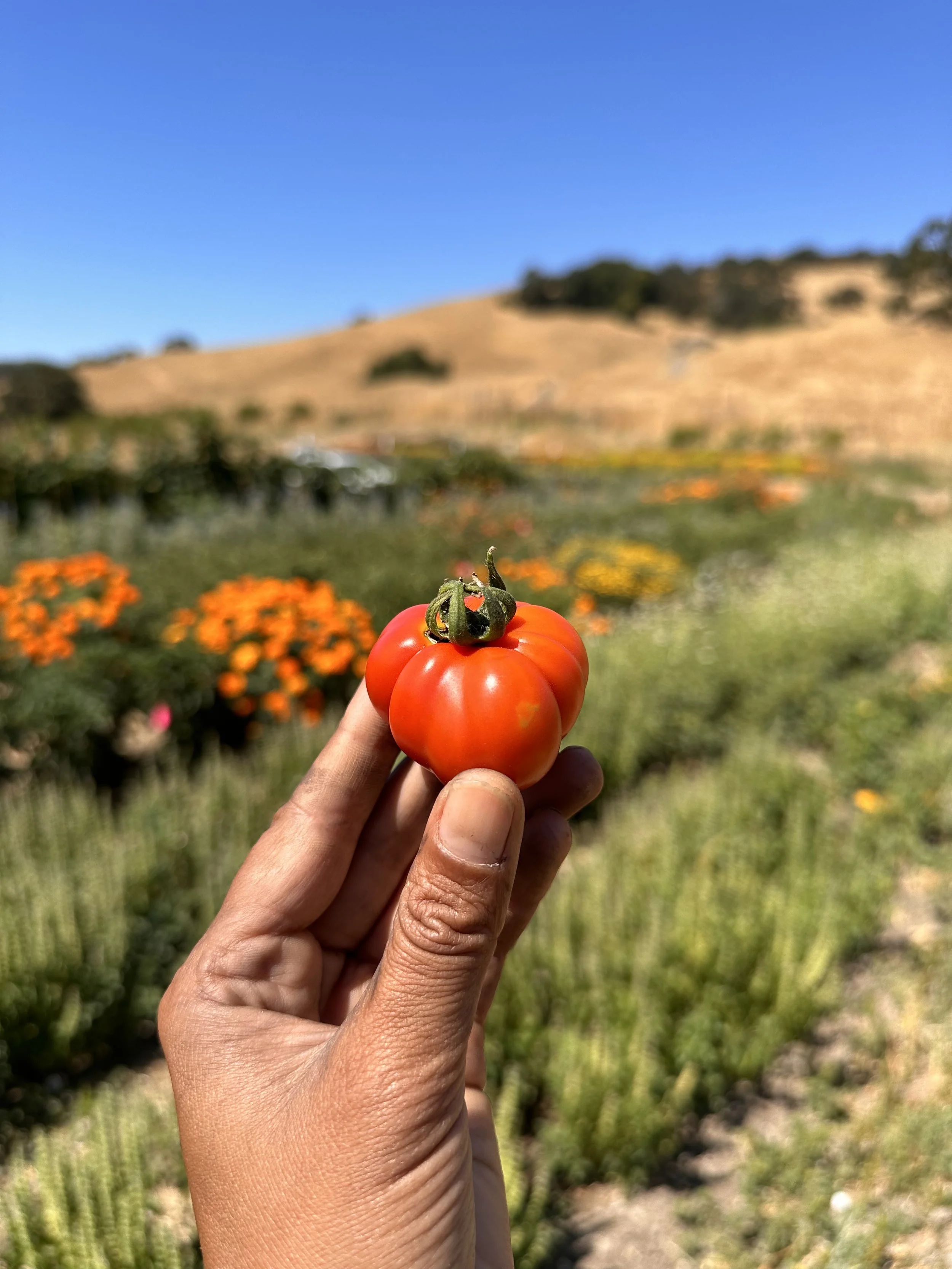 South Asian Heritage Seeds — Kula Nursery