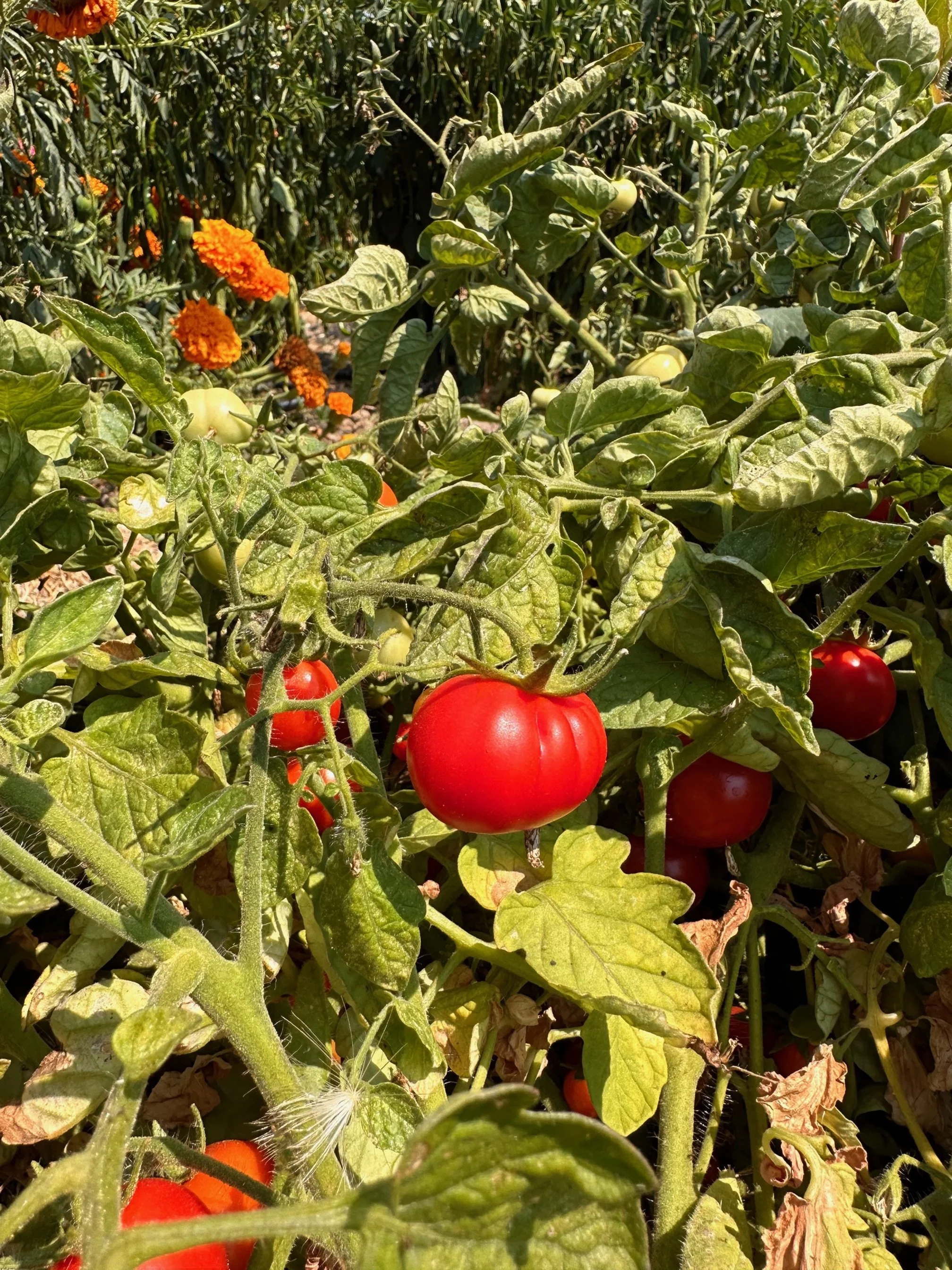 South Asian Heritage Seeds — Kula Nursery