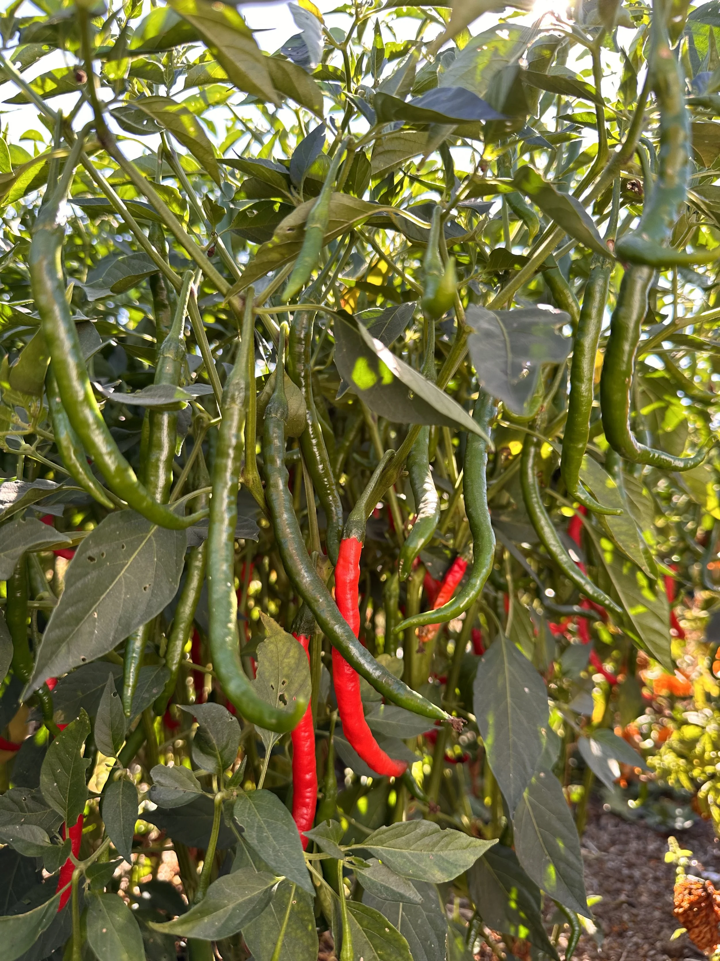 Long Indian Pepper Seeds — Kula Nursery