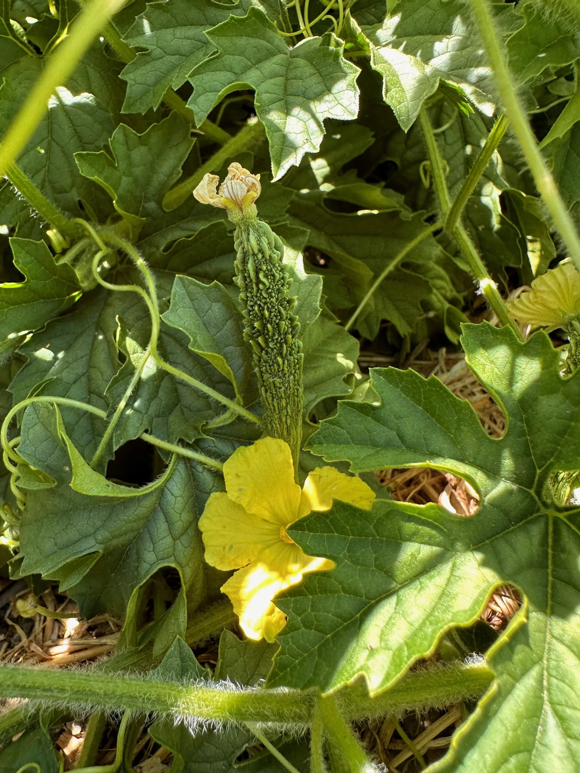 Indian Bittergourd Seeds (Karela) — Kula Nursery