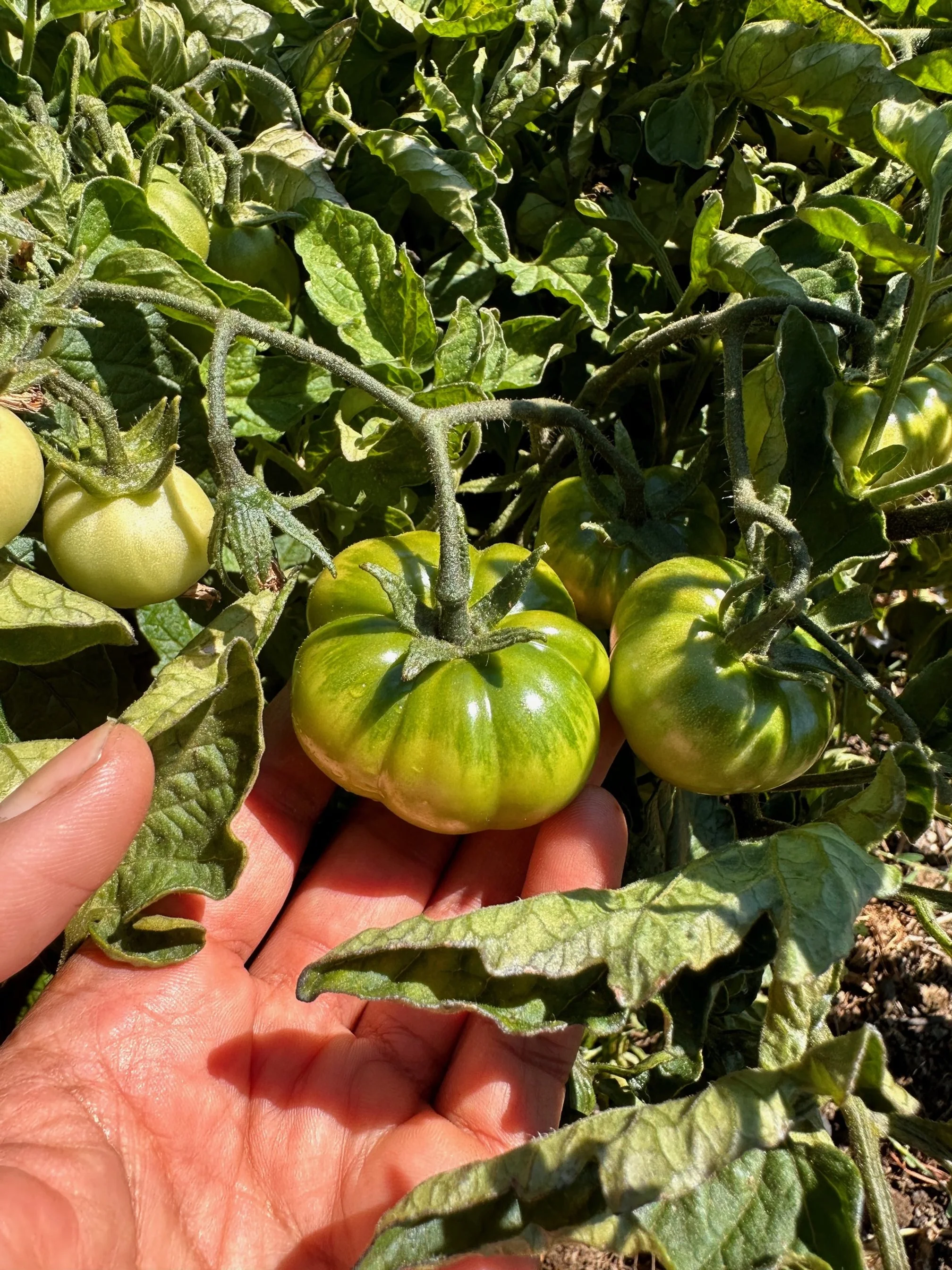 South Asian Heritage Seeds — Kula Nursery