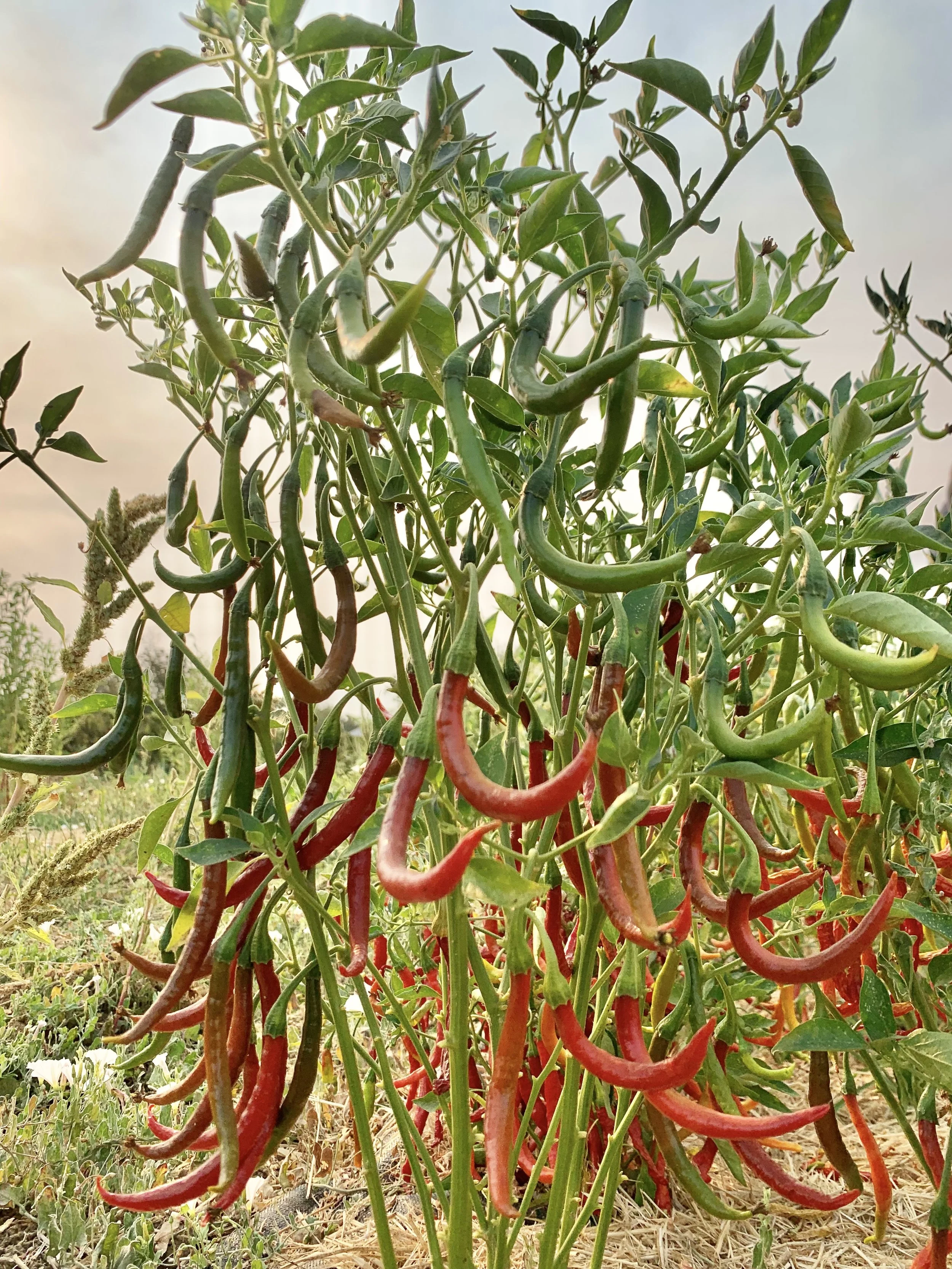 Pepper Growing Guide — Kula Nursery