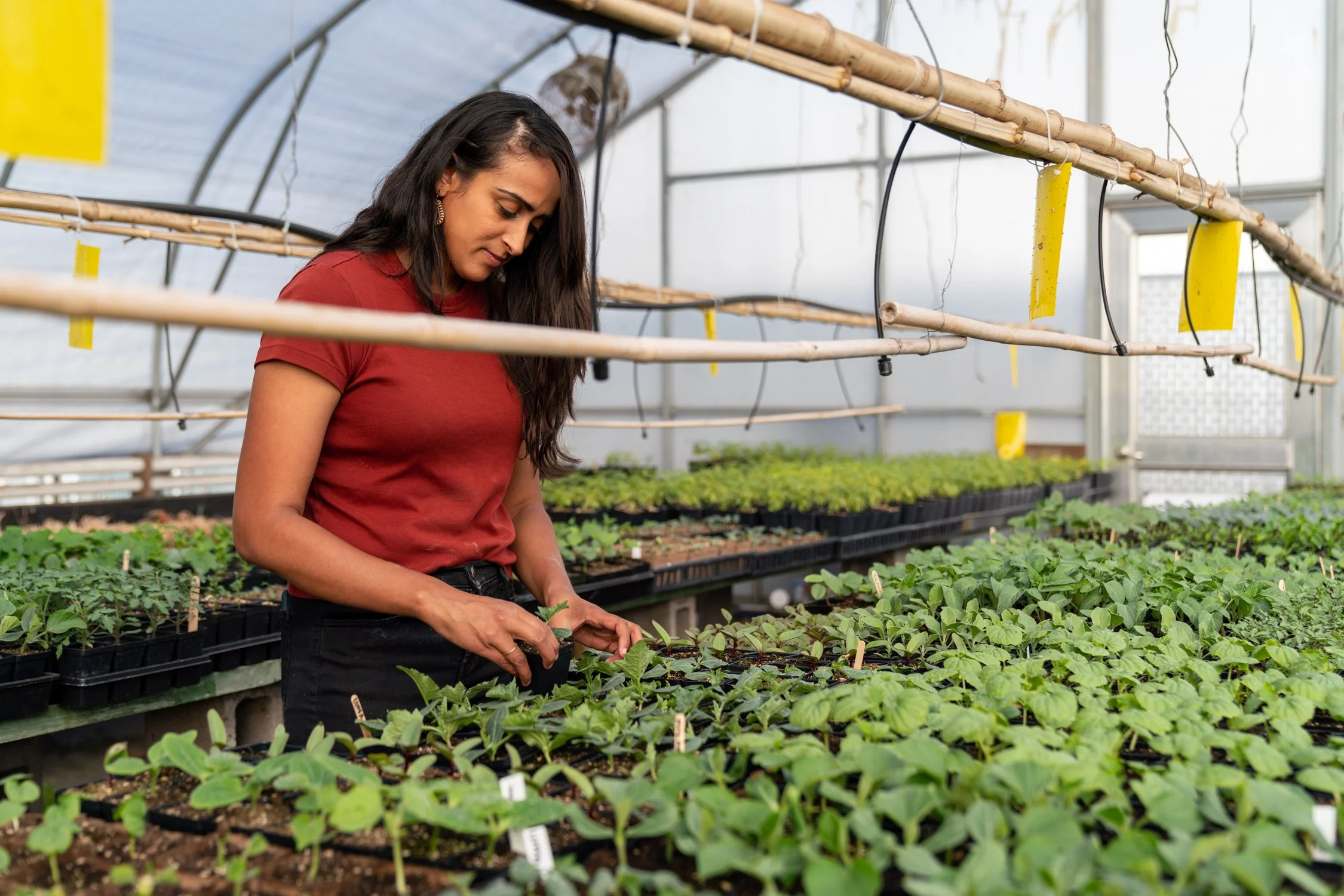 About Kula Nursery about-kula-nursery