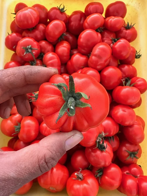 South Asian Heritage Seeds — Kula Nursery