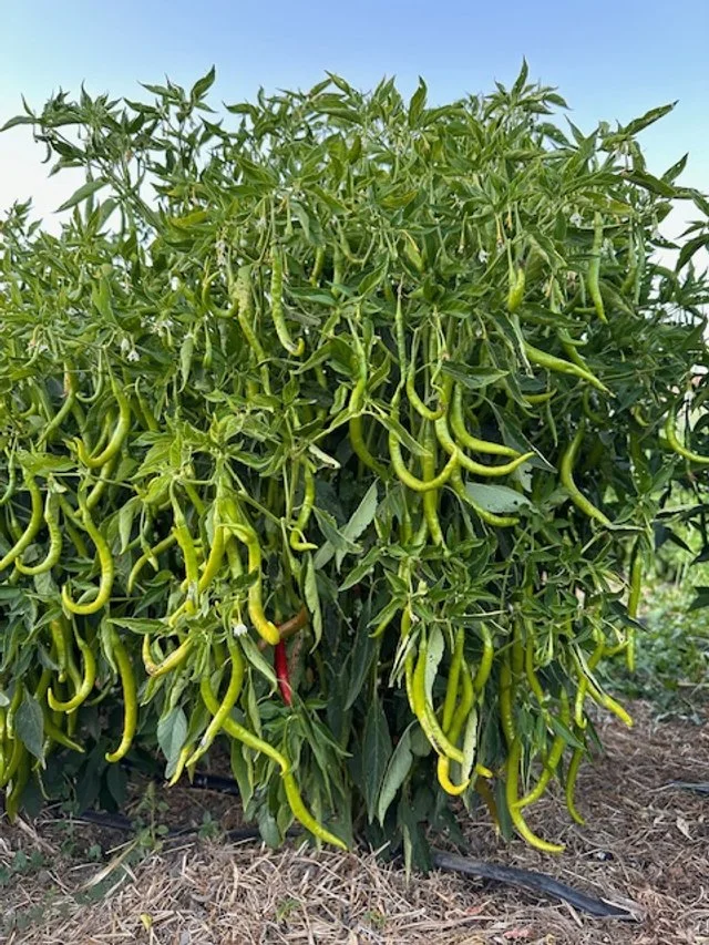 South Asian Heritage Seeds — Kula Nursery